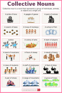 Collective Nouns: Definition and Examples in English